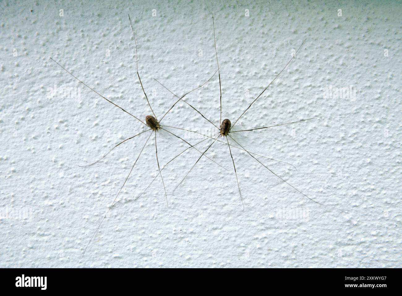Harvestmen Spider - pair on wall Stock Photo - Alamy