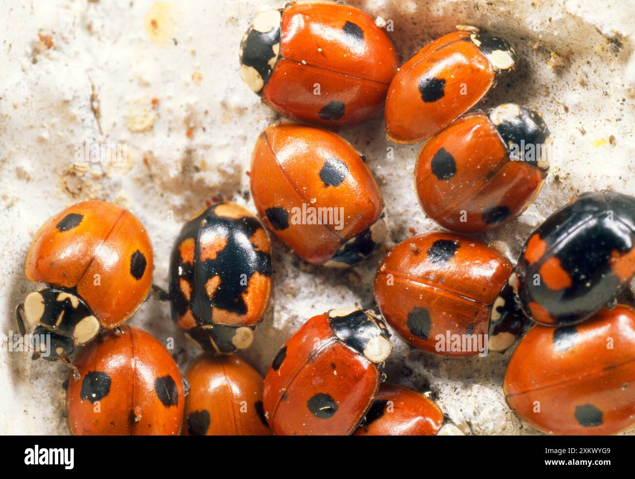 Ladybird beetles winter hi-res stock photography and images - Alamy