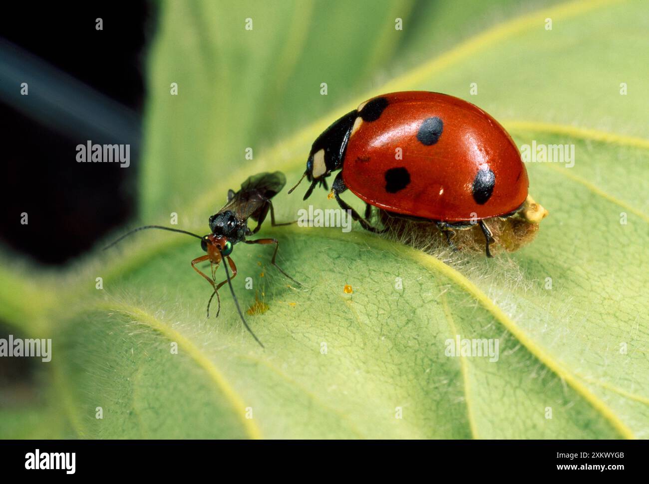 Parasitic hi-res stock photography and images - Alamy