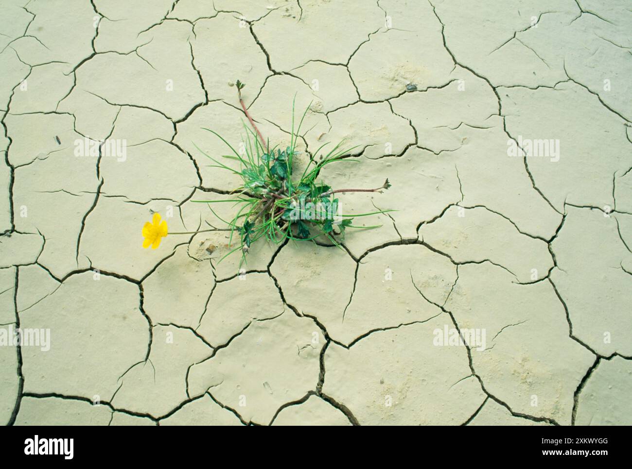 Cracked earth patterns hi-res stock photography and images - Alamy