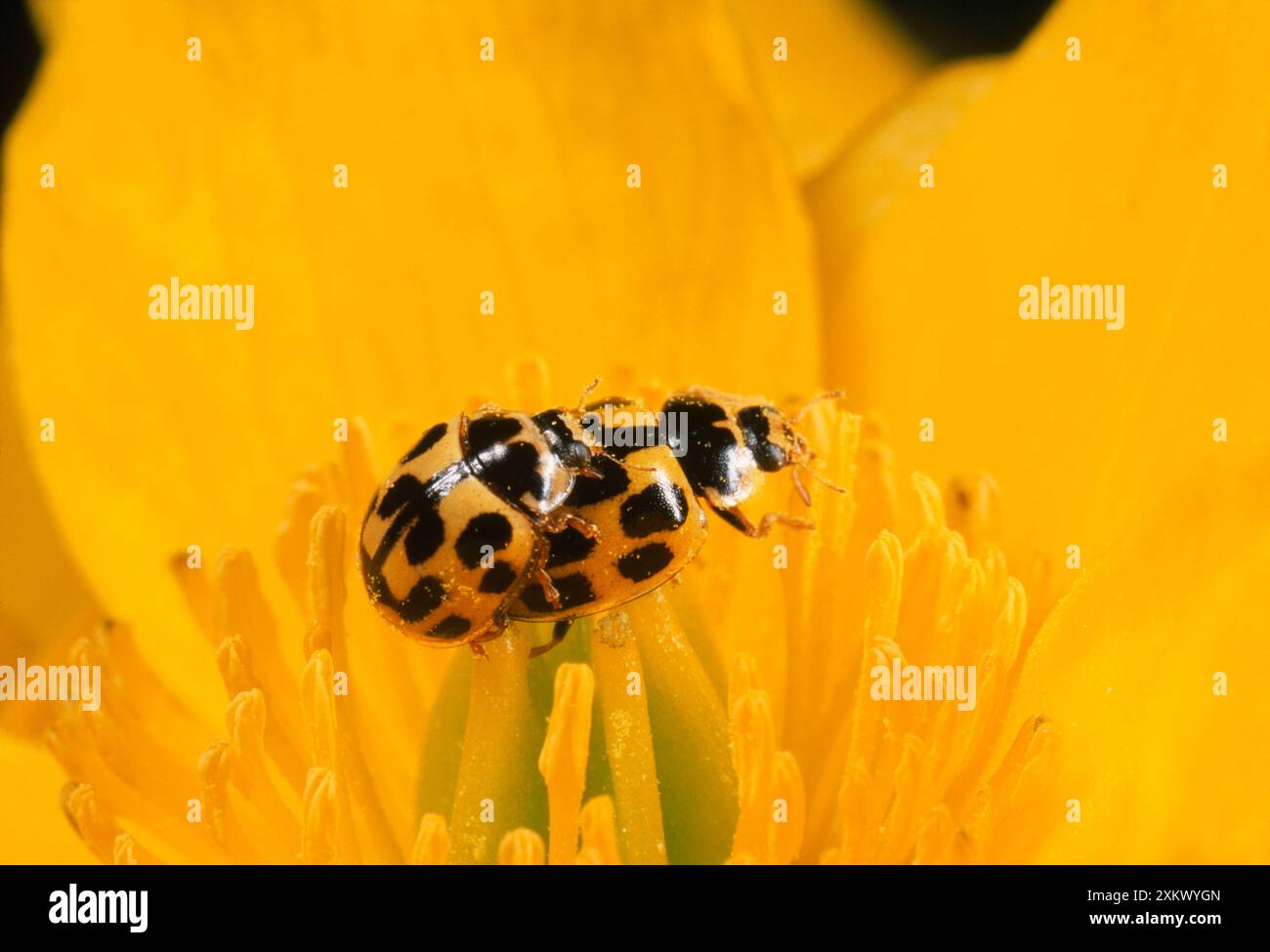 14-Spot Ladybirds - mating pair Stock Photo - Alamy