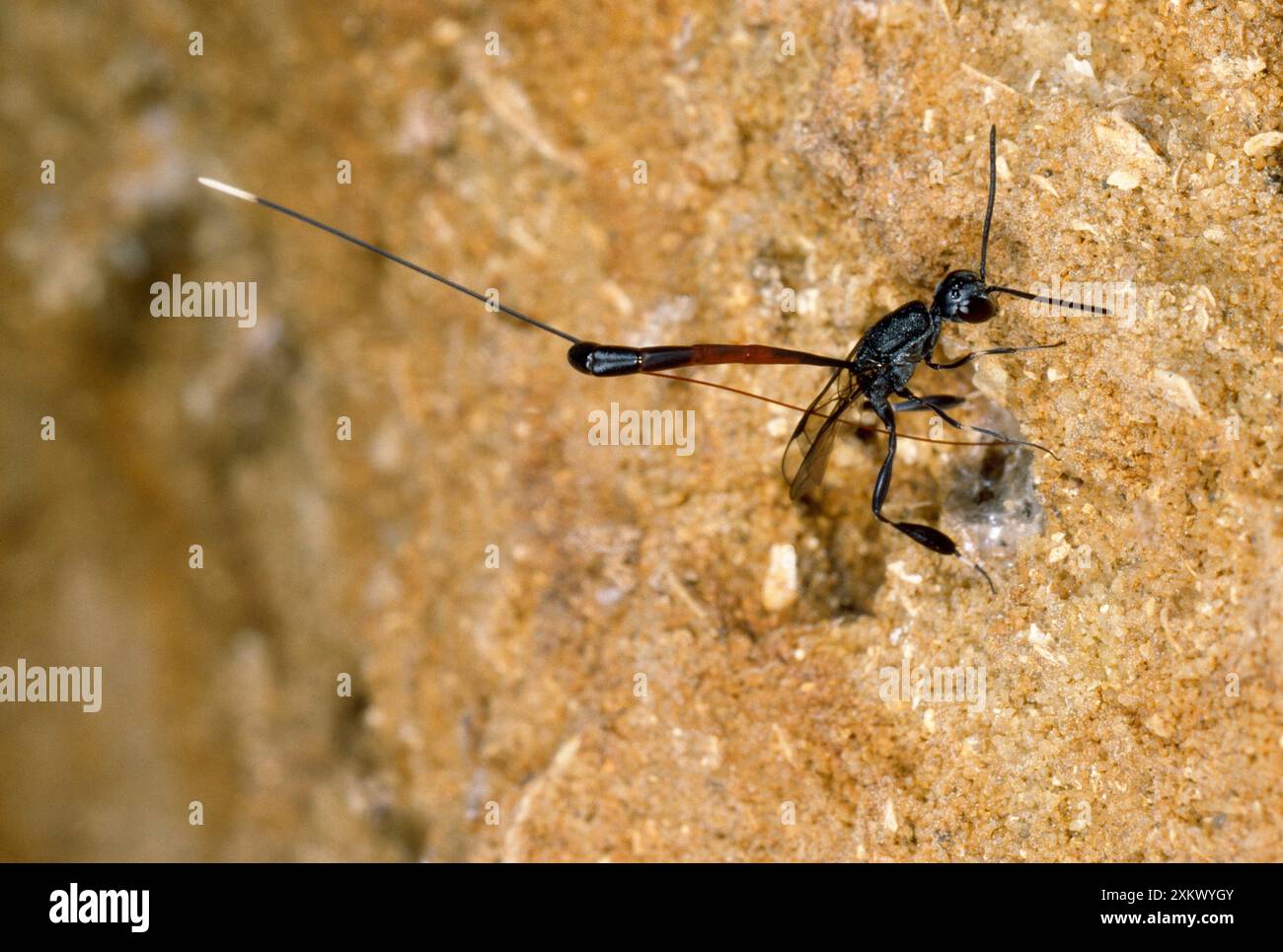 Parasitic insects hi-res stock photography and images - Alamy