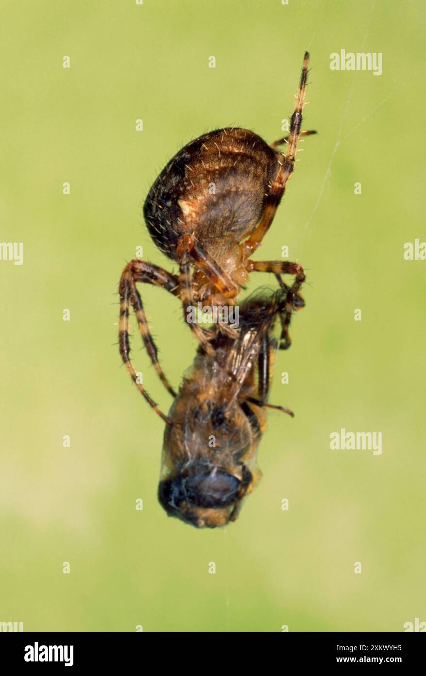 Close up spider eating prey hi-res stock photography and images - Alamy