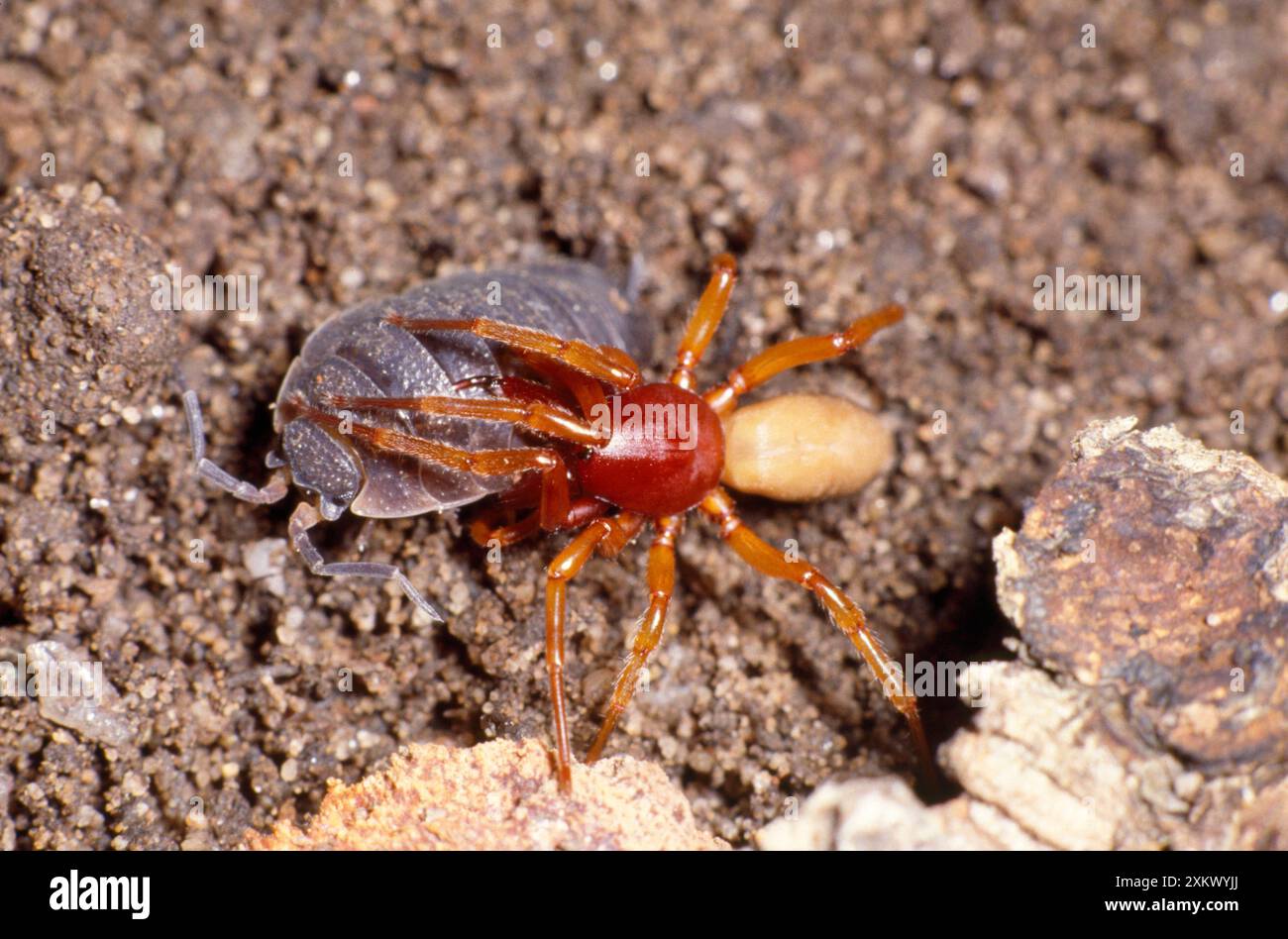 Woodlouse Spider - attacking Woodlouse Stock Photo - Alamy