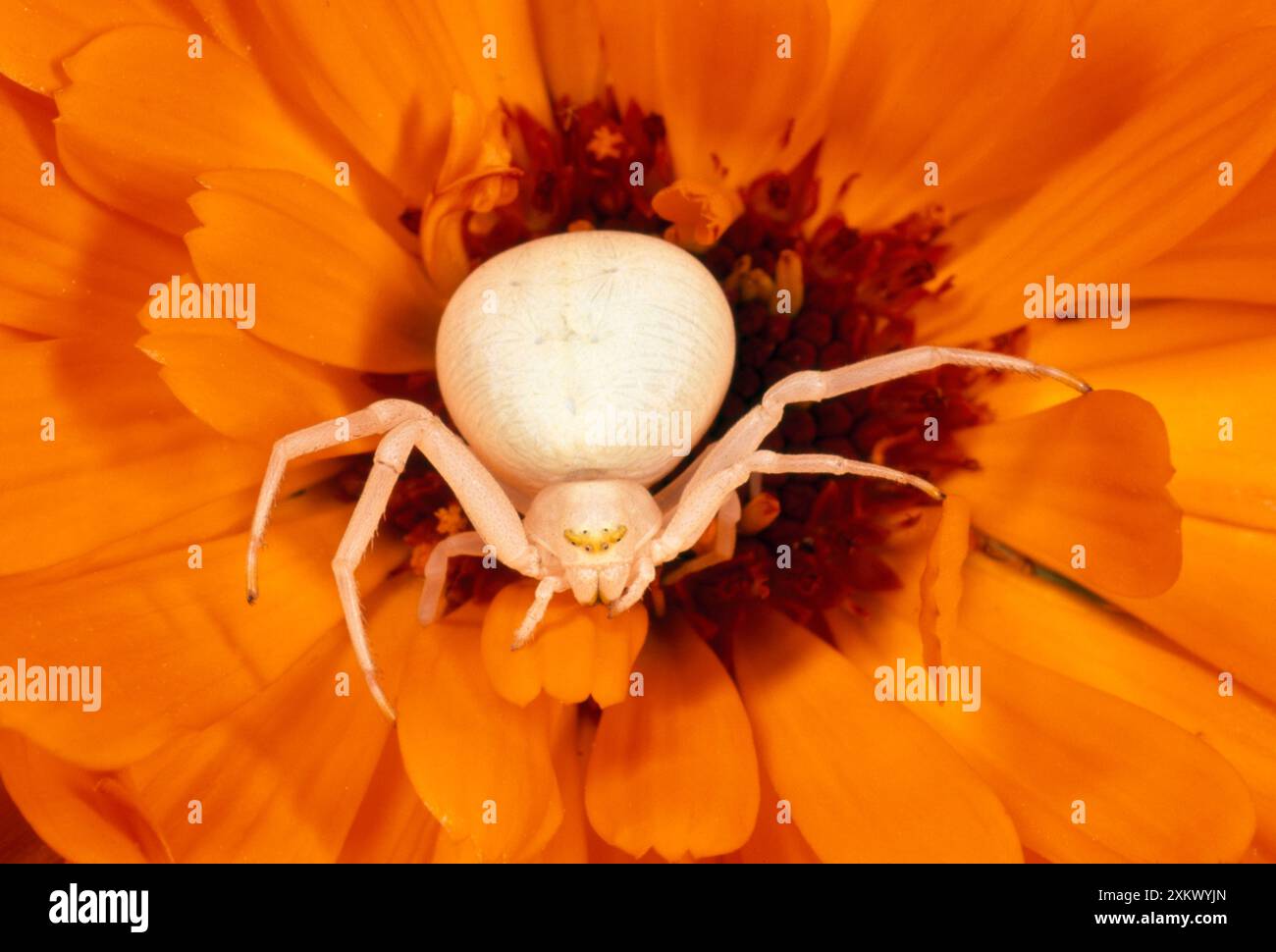 White Crab Spider - lying in wait for prey Stock Photo - Alamy