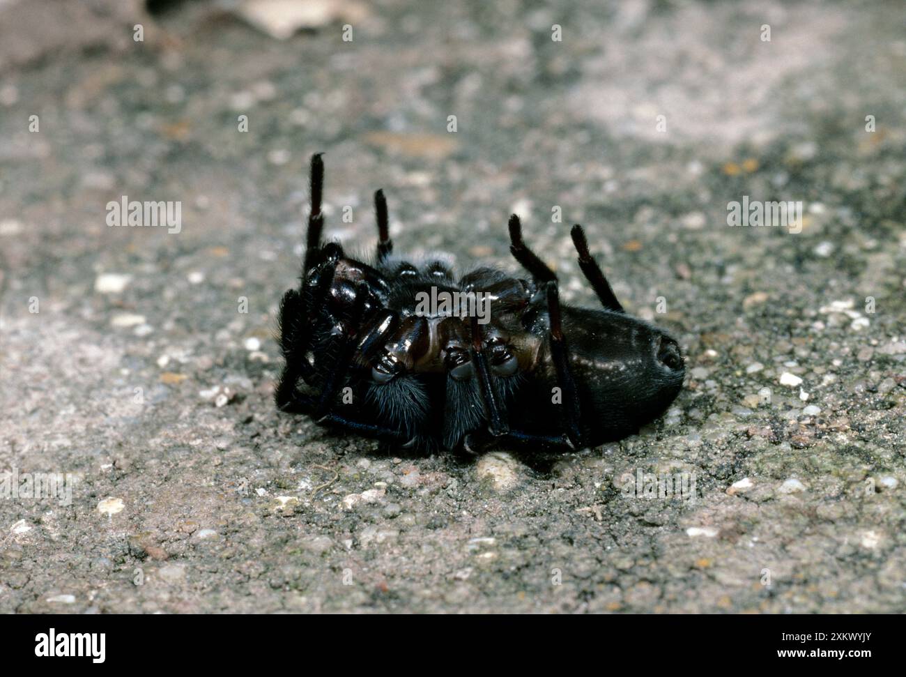 Cribellate Spider - female - playing dead Stock Photo - Alamy