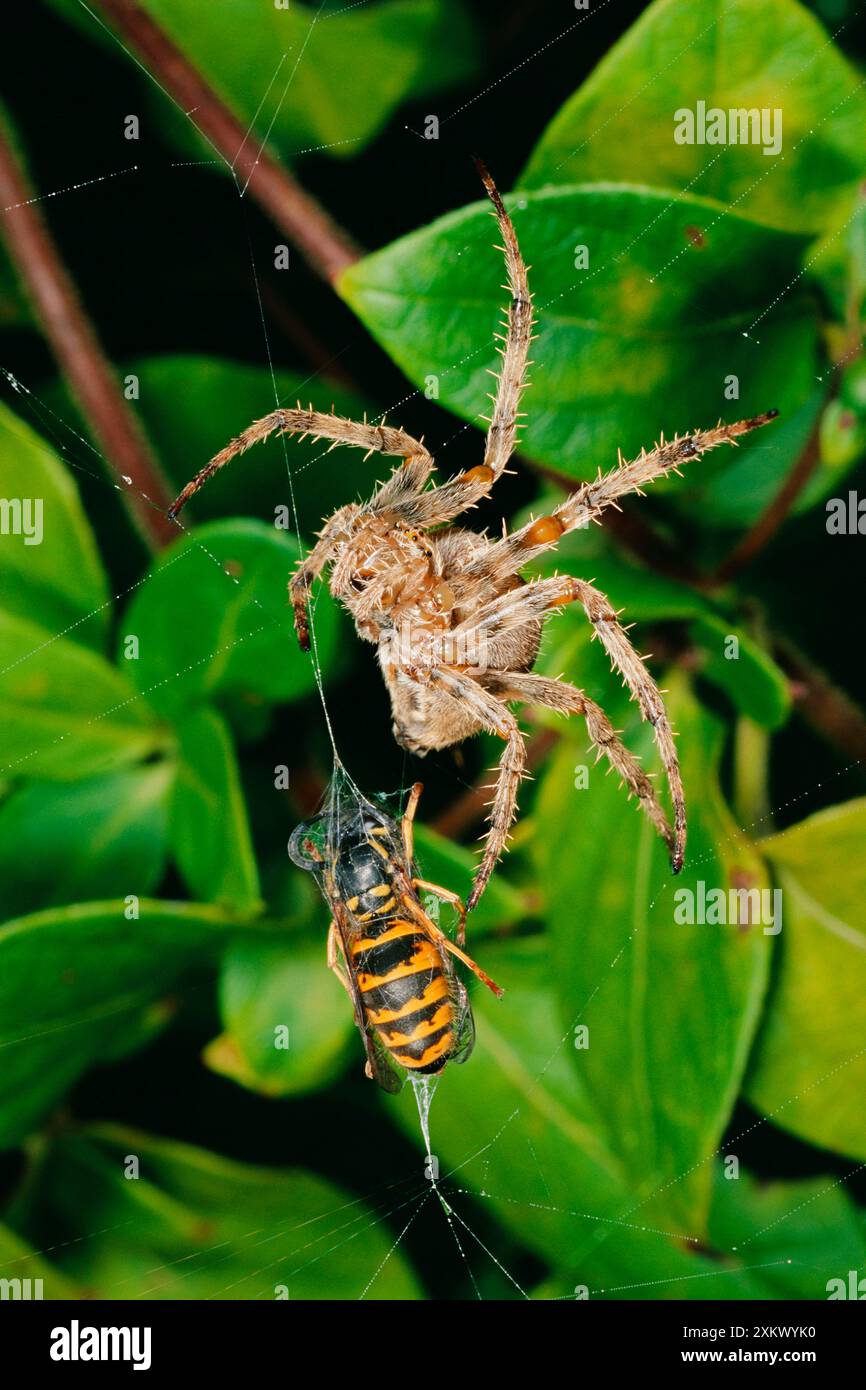 Orb and cross hi-res stock photography and images - Alamy