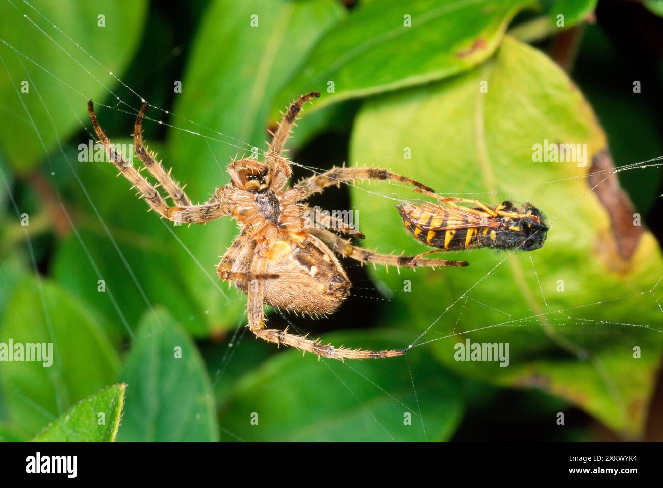 Orb and cross hi-res stock photography and images - Alamy