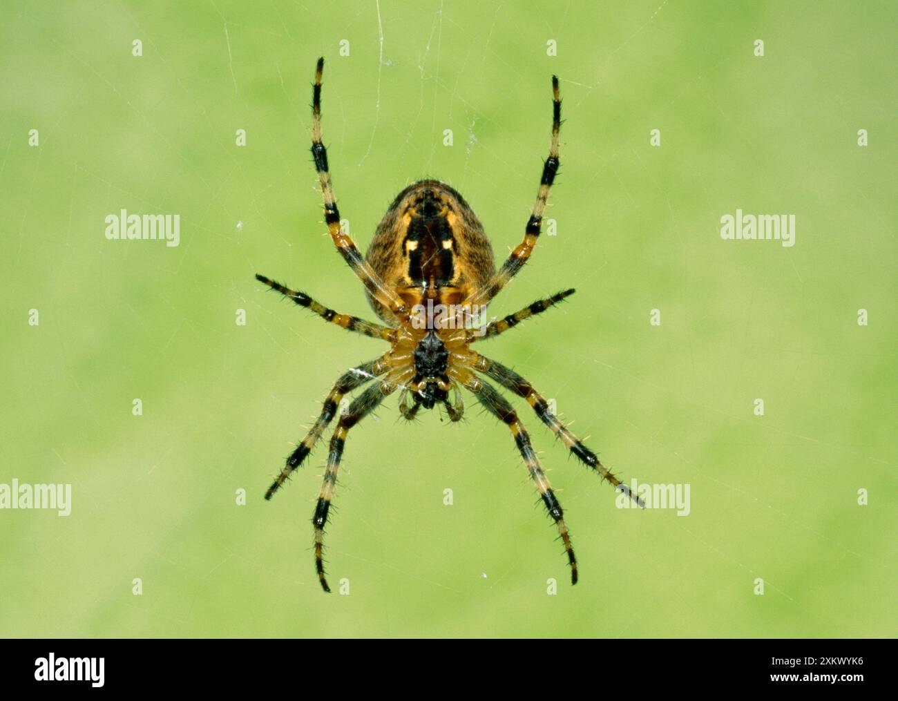 Orb and cross hi-res stock photography and images - Alamy