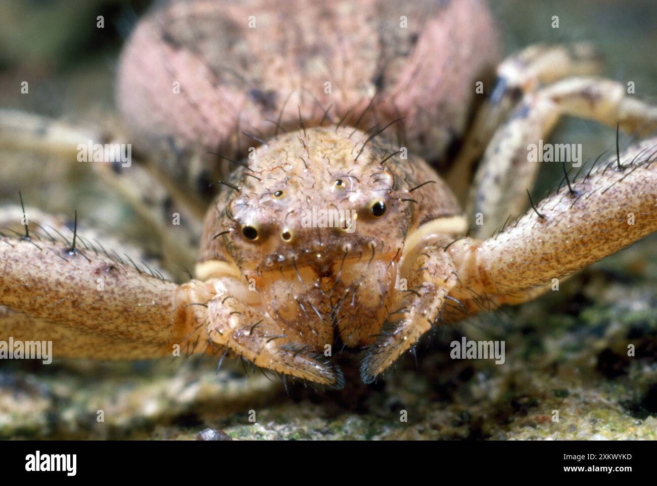 Scary anatomy face hi-res stock photography and images - Alamy