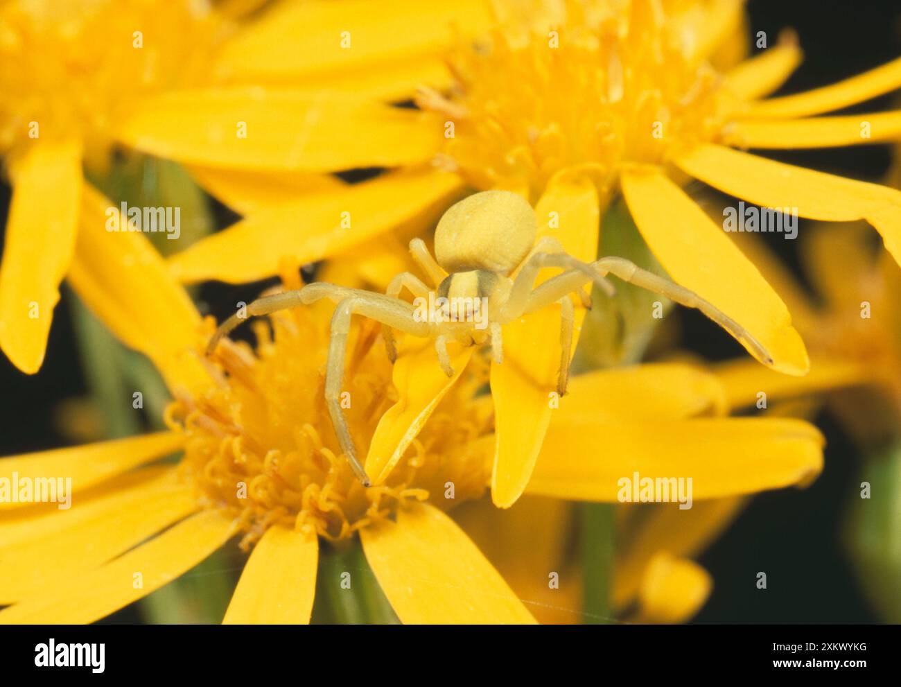 White Crab Spider - lying in wait for prey Stock Photo - Alamy
