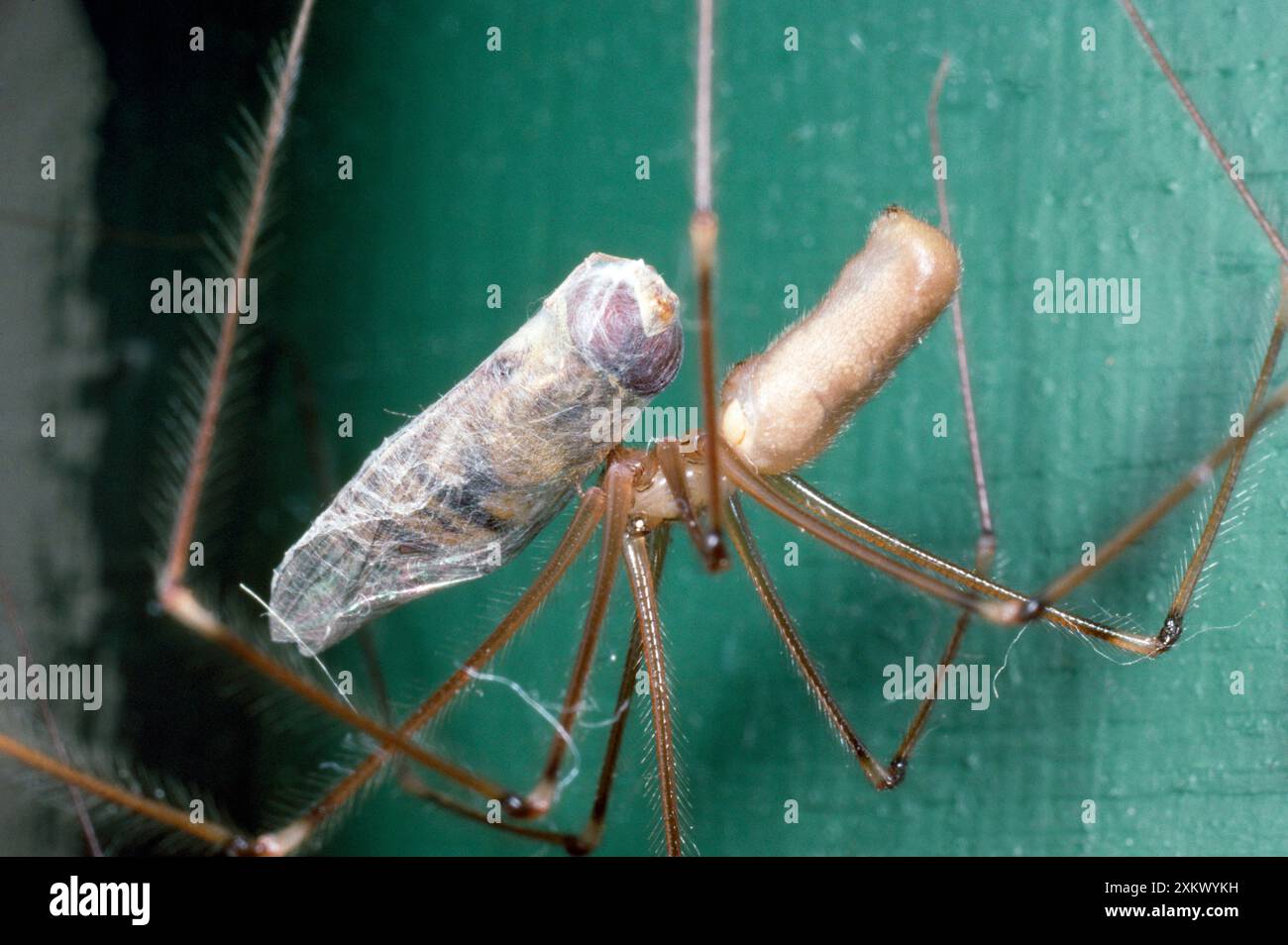 Daddy-long-legs Spider - with prey Stock Photo - Alamy