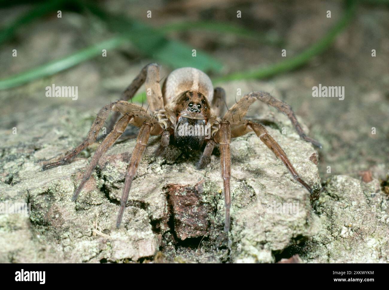 Wolf Spider - Hunting for prey Stock Photo - Alamy