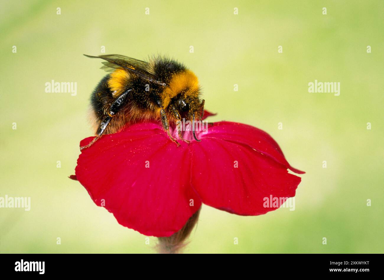 Pollen collecting insects hi-res stock photography and images - Alamy