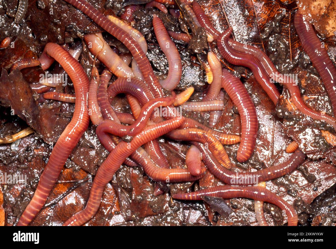 Wet compost hi-res stock photography and images - Alamy