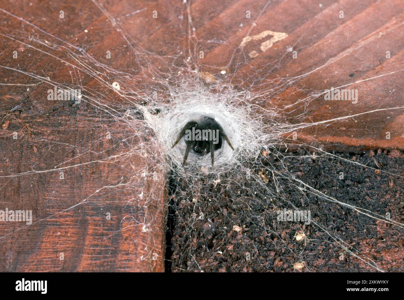 Spider webs in garden hi-res stock photography and images - Alamy