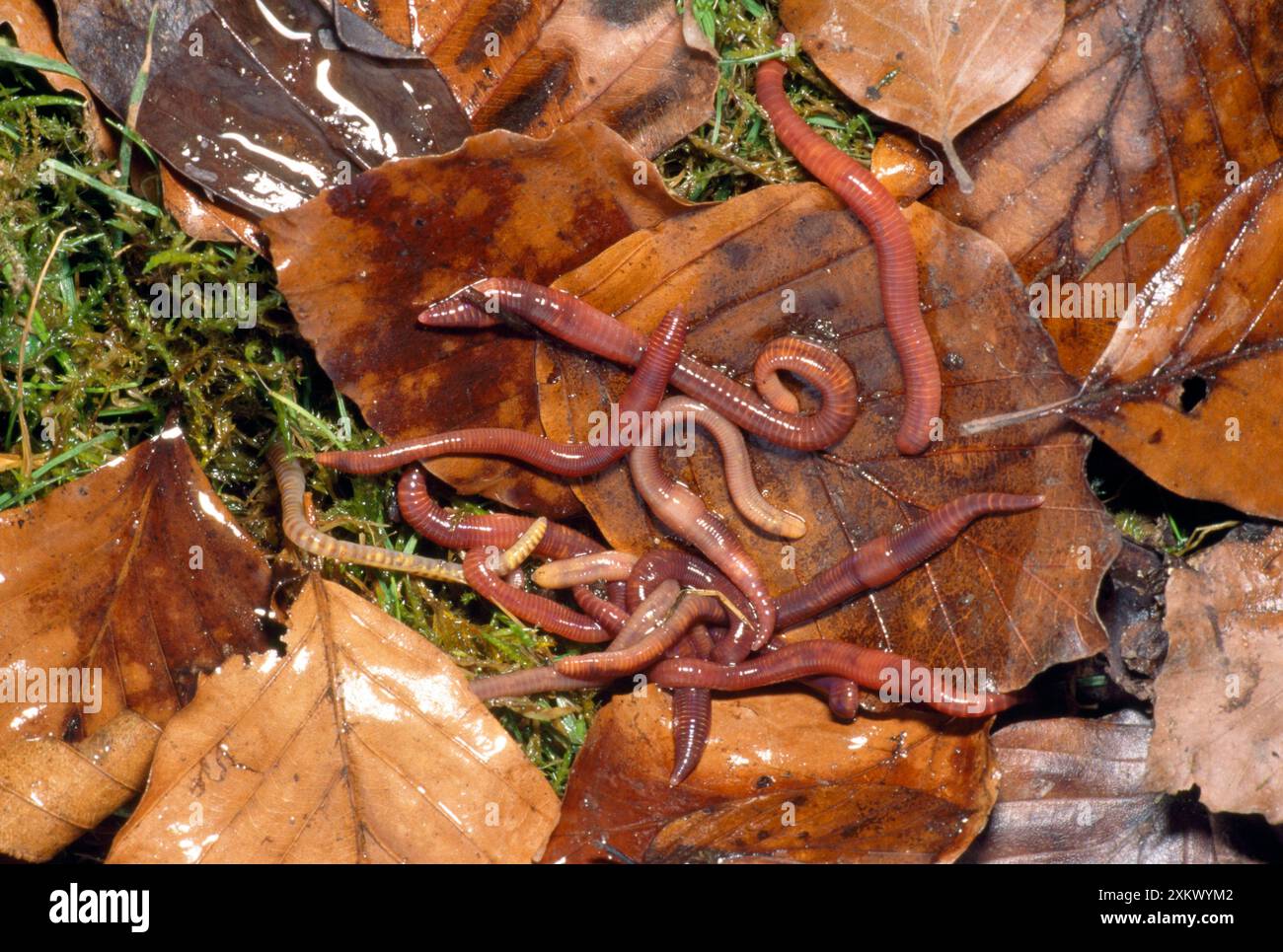 Tiger Worms - leaf mould Stock Photo - Alamy