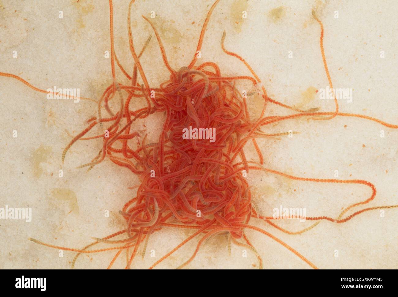 Stream segments hi-res stock photography and images - Alamy