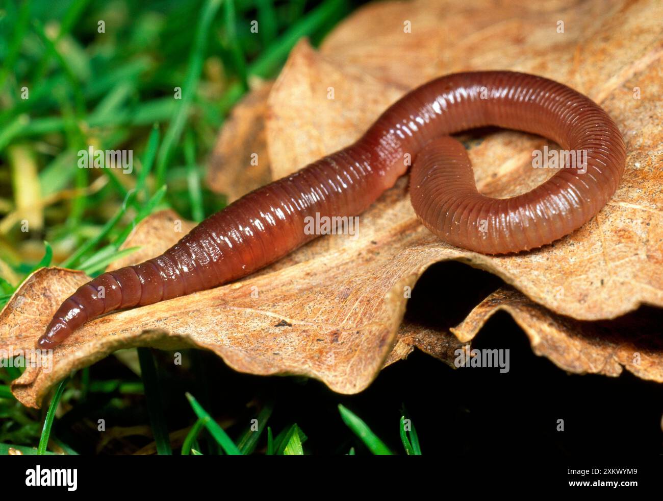 Earthworms leaves hi-res stock photography and images - Alamy