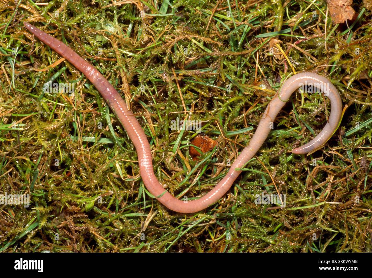 Crawling animals hi-res stock photography and images - Alamy