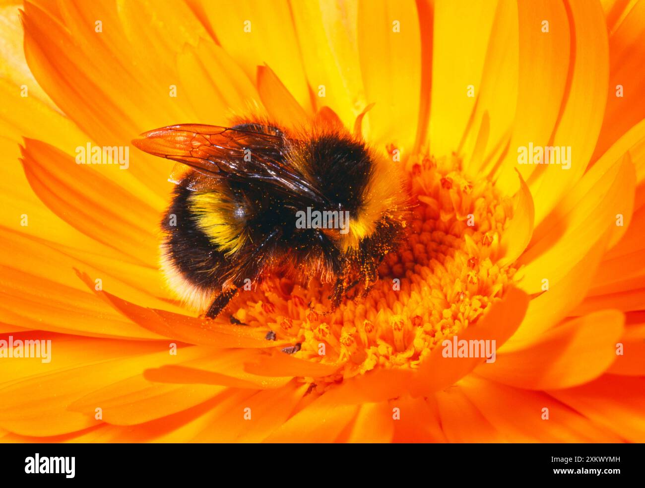 Pollen collecting insects hi-res stock photography and images - Alamy