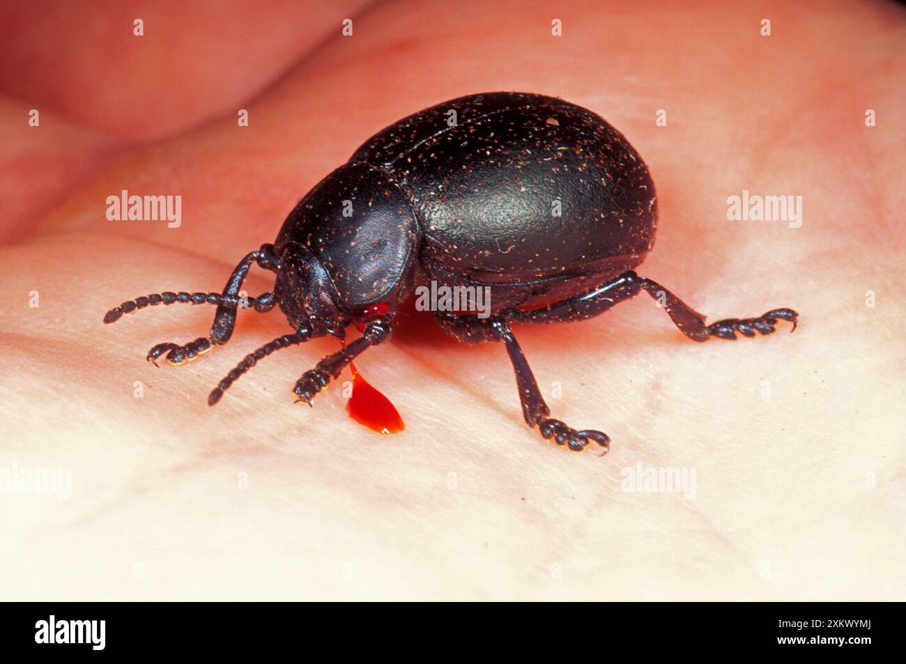 Bloody-nosed BEETLE - bleeding Stock Photo - Alamy