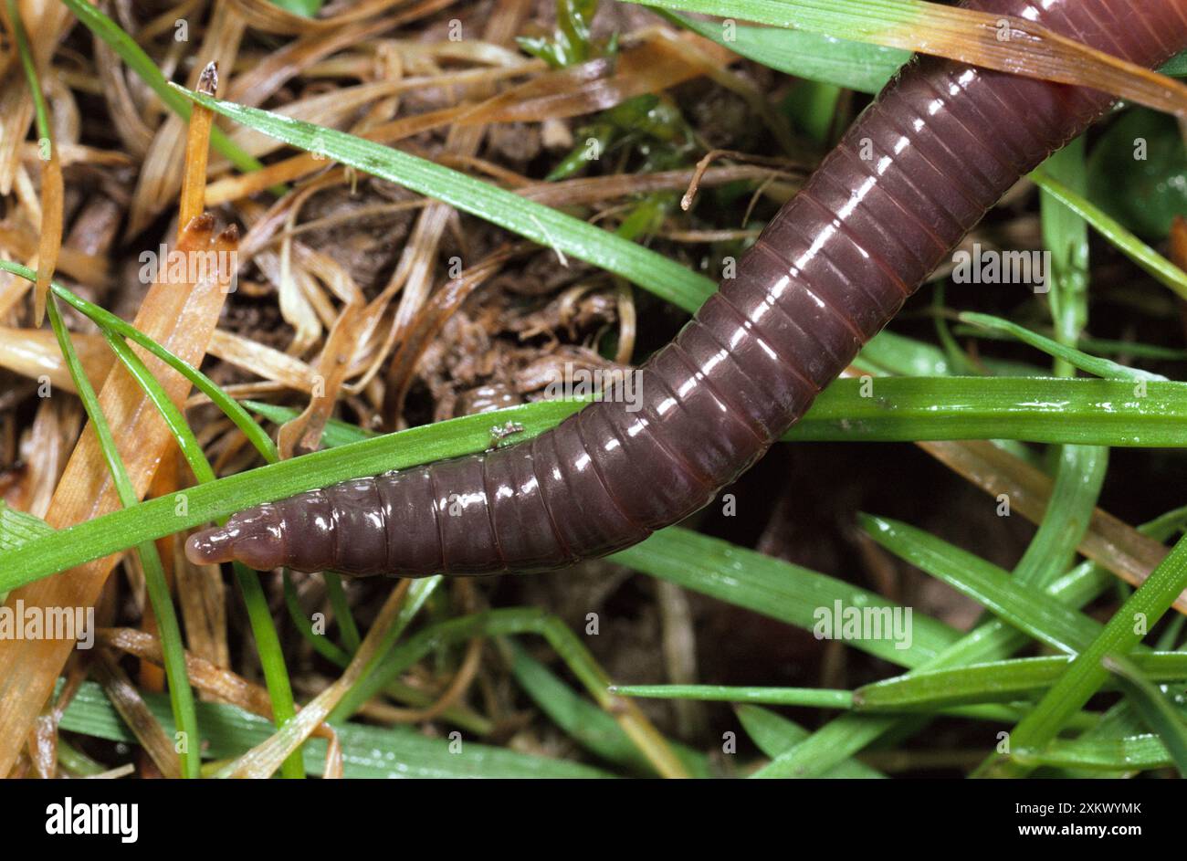 Earthworm segments hi-res stock photography and images - Alamy