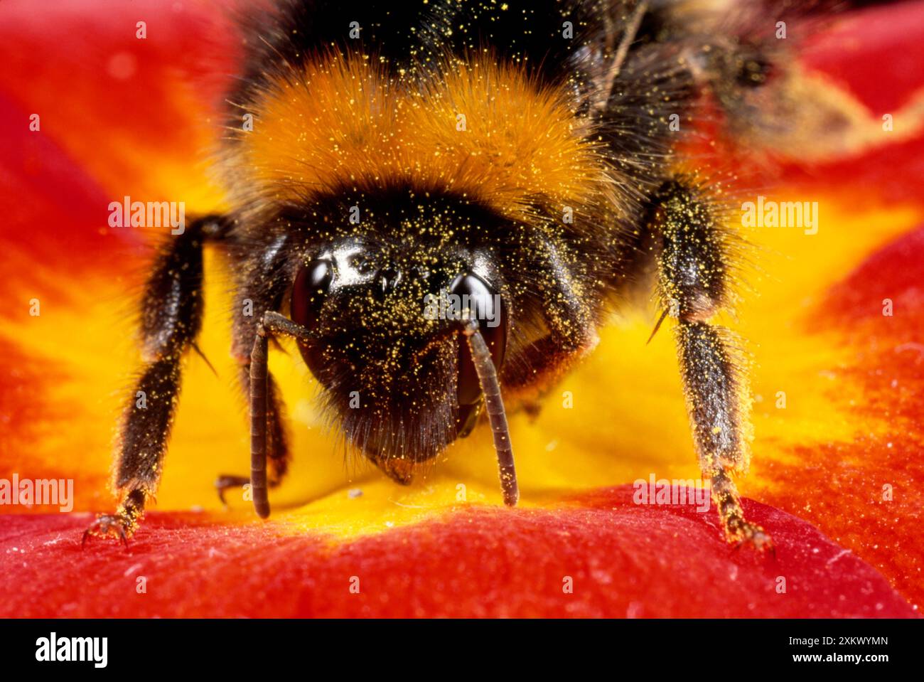 Common Bumblebee - feeding in flower Stock Photo - Alamy