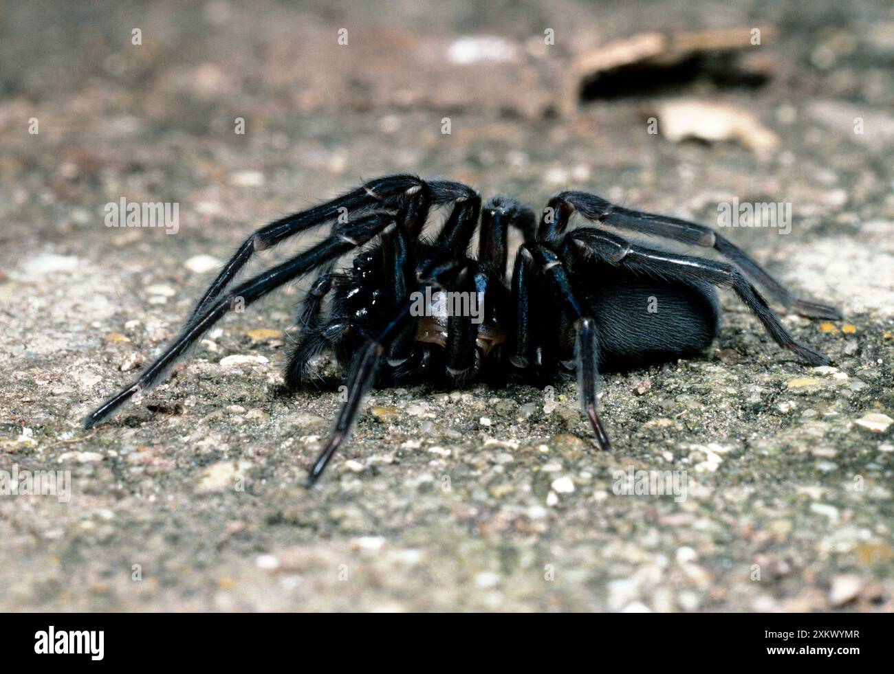 Cribellate Spider - female Stock Photo - Alamy