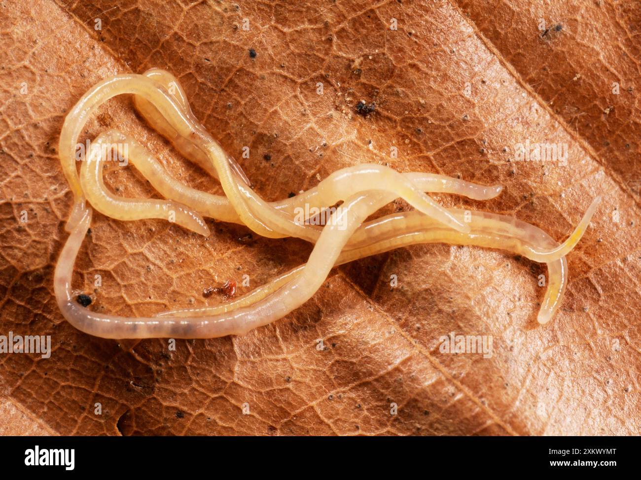 Enchytraeid worms hi-res stock photography and images - Alamy