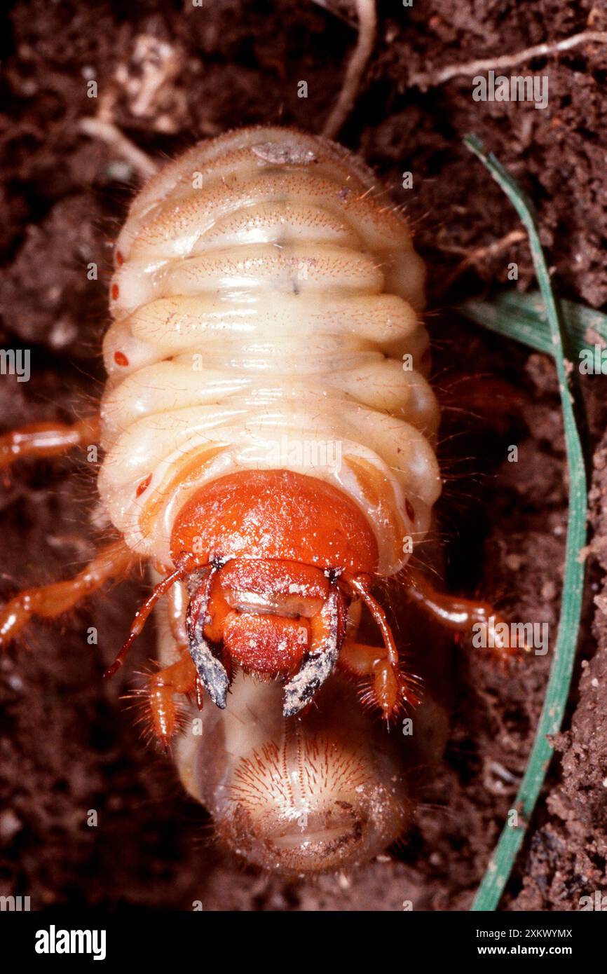 Common COCKCHAFER / MAY BEETLE - Larvae / Rook-Worm Stock Photo - Alamy