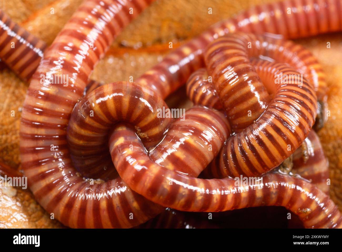 Tiger Worms - showing stripes Stock Photo - Alamy