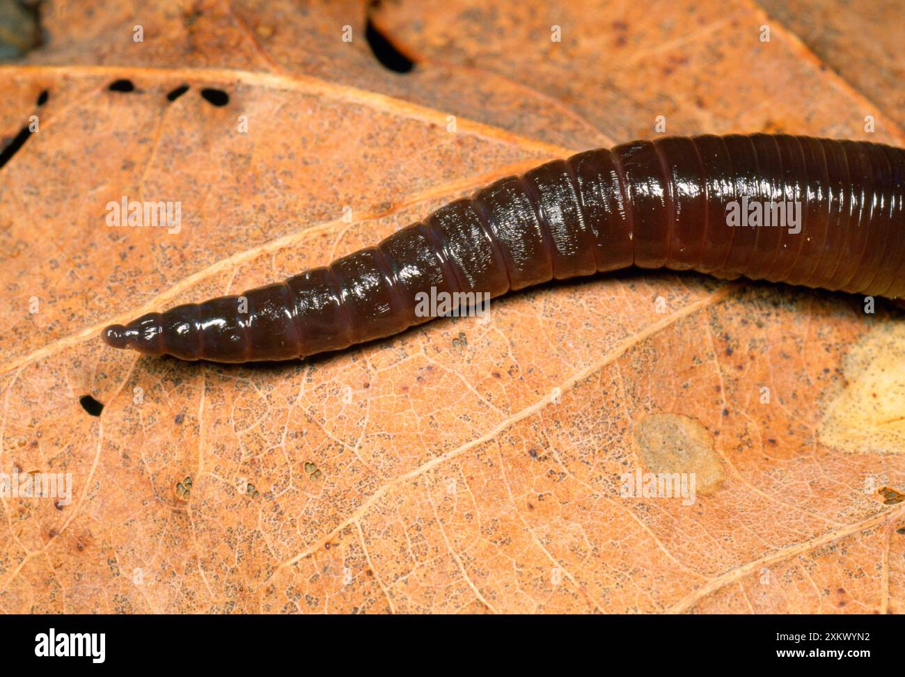 Earthworm head in close hi-res stock photography and images - Alamy