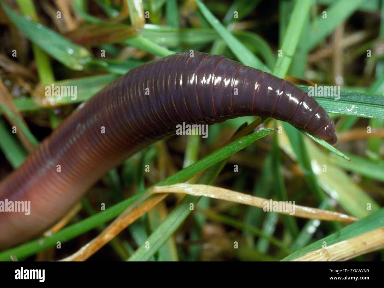Earthworm head in close hi-res stock photography and images - Alamy