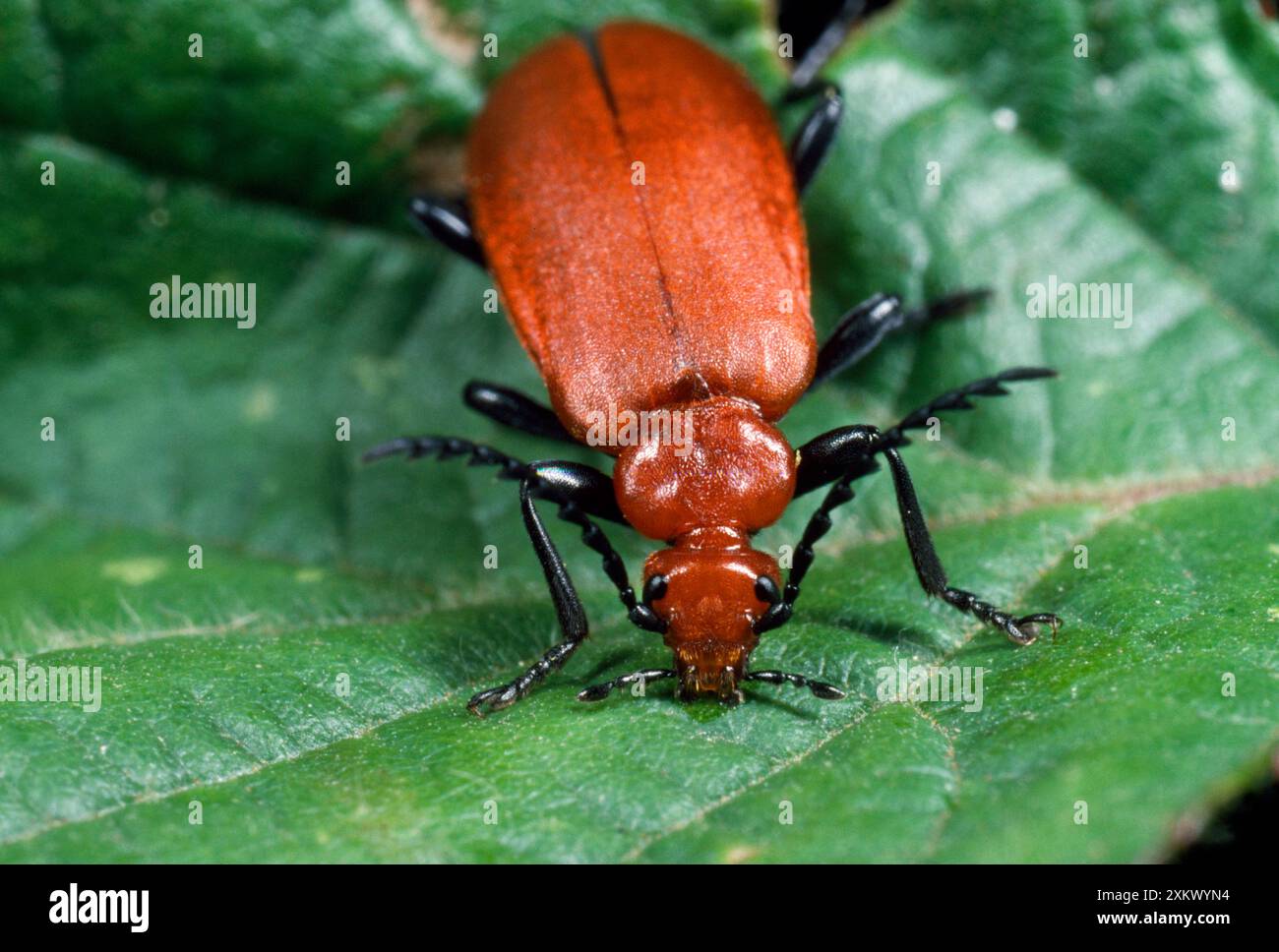 Antennae shapes hi-res stock photography and images - Alamy