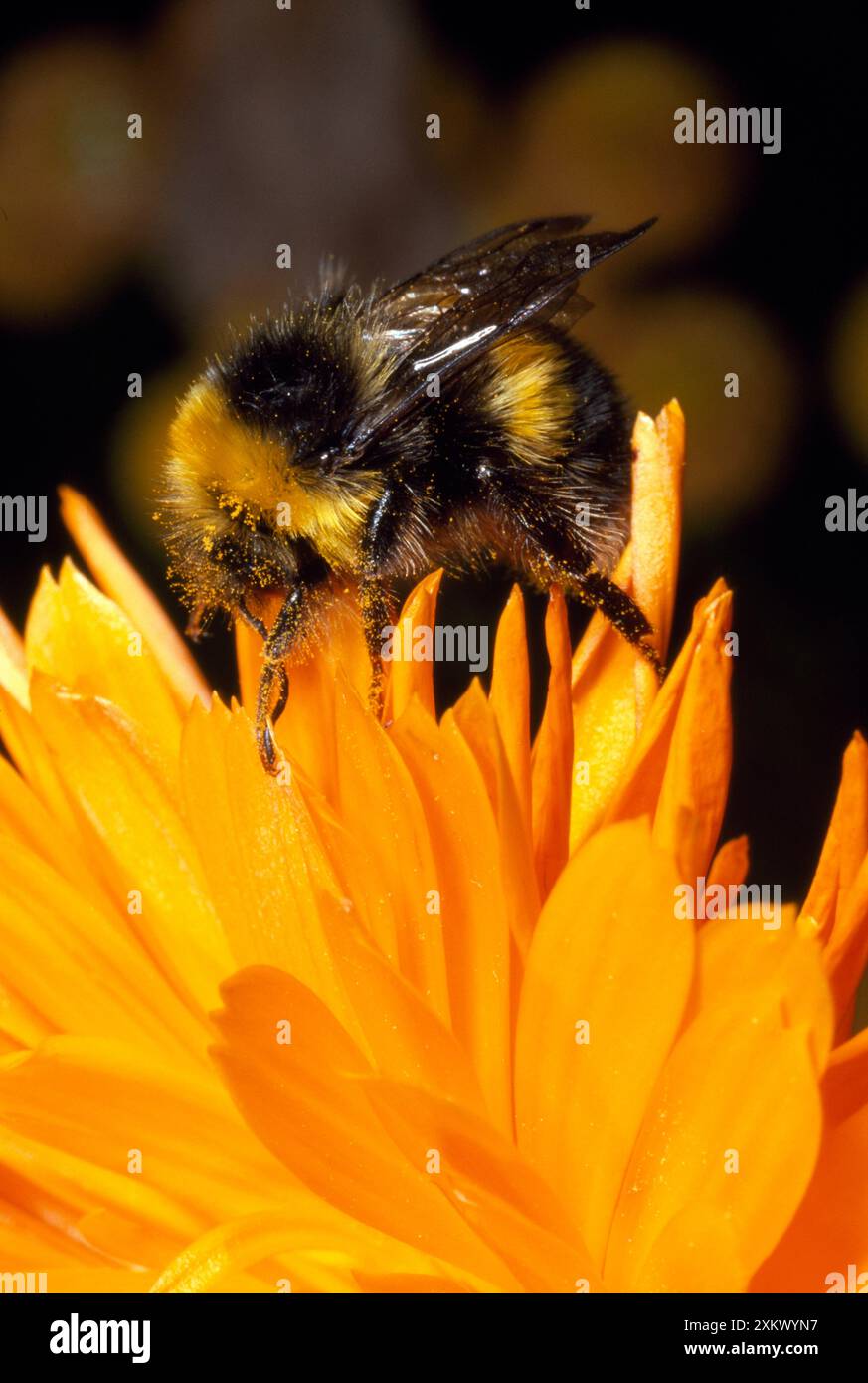 Common european flower hi-res stock photography and images - Alamy