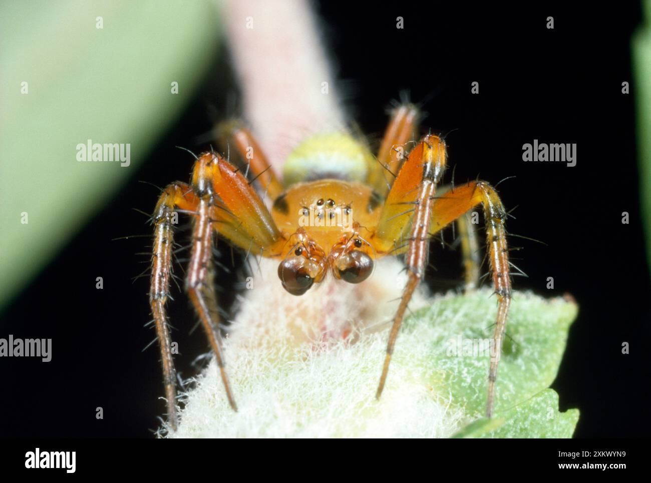 Green Spider - male showing palps Stock Photo - Alamy