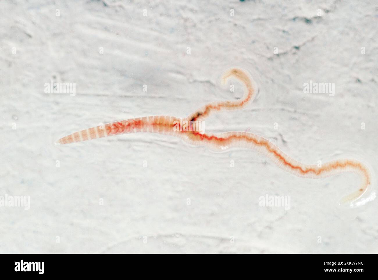 Tiger worm hi-res stock photography and images - Alamy