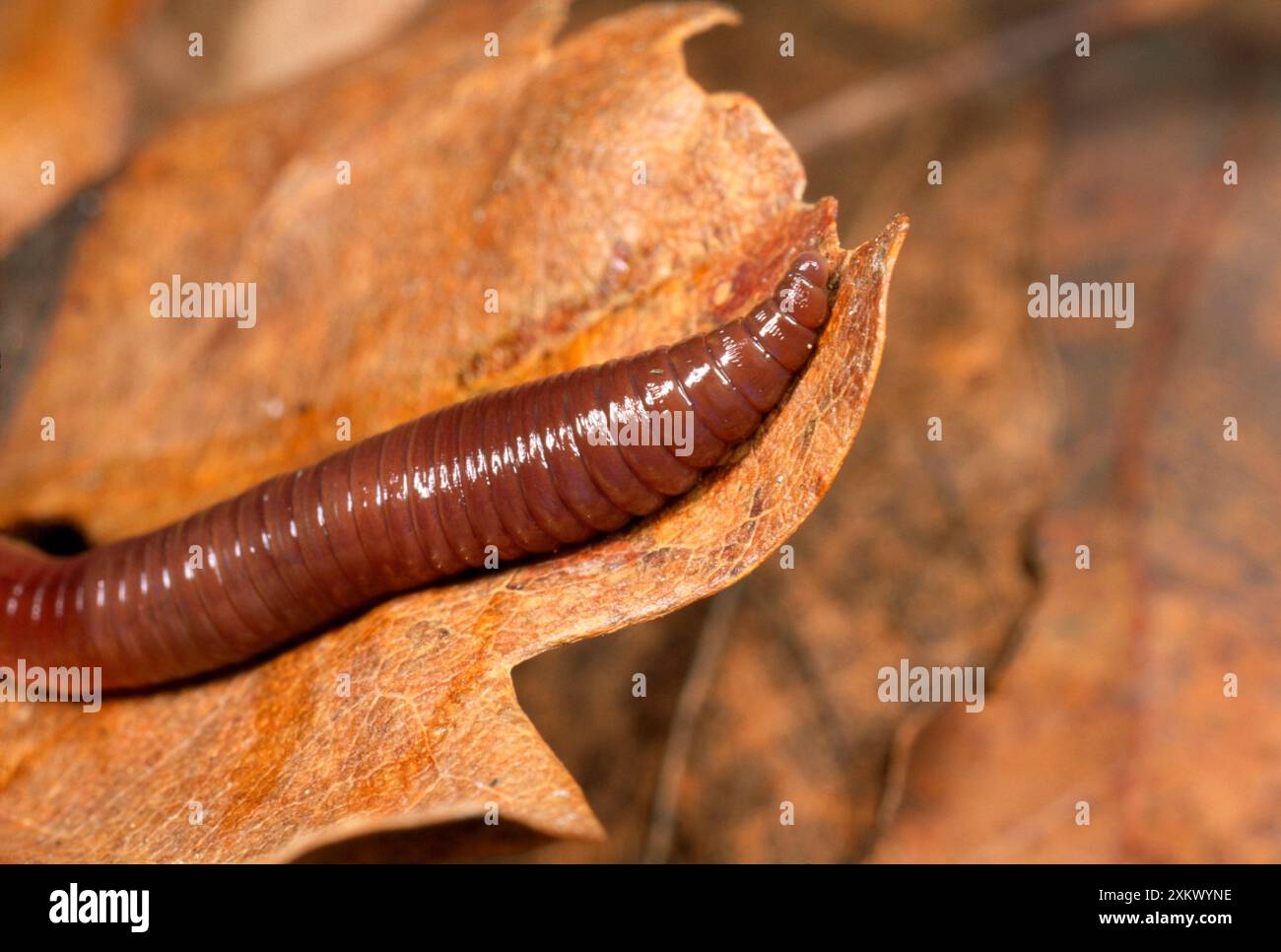 Earthworm segments hi-res stock photography and images - Alamy