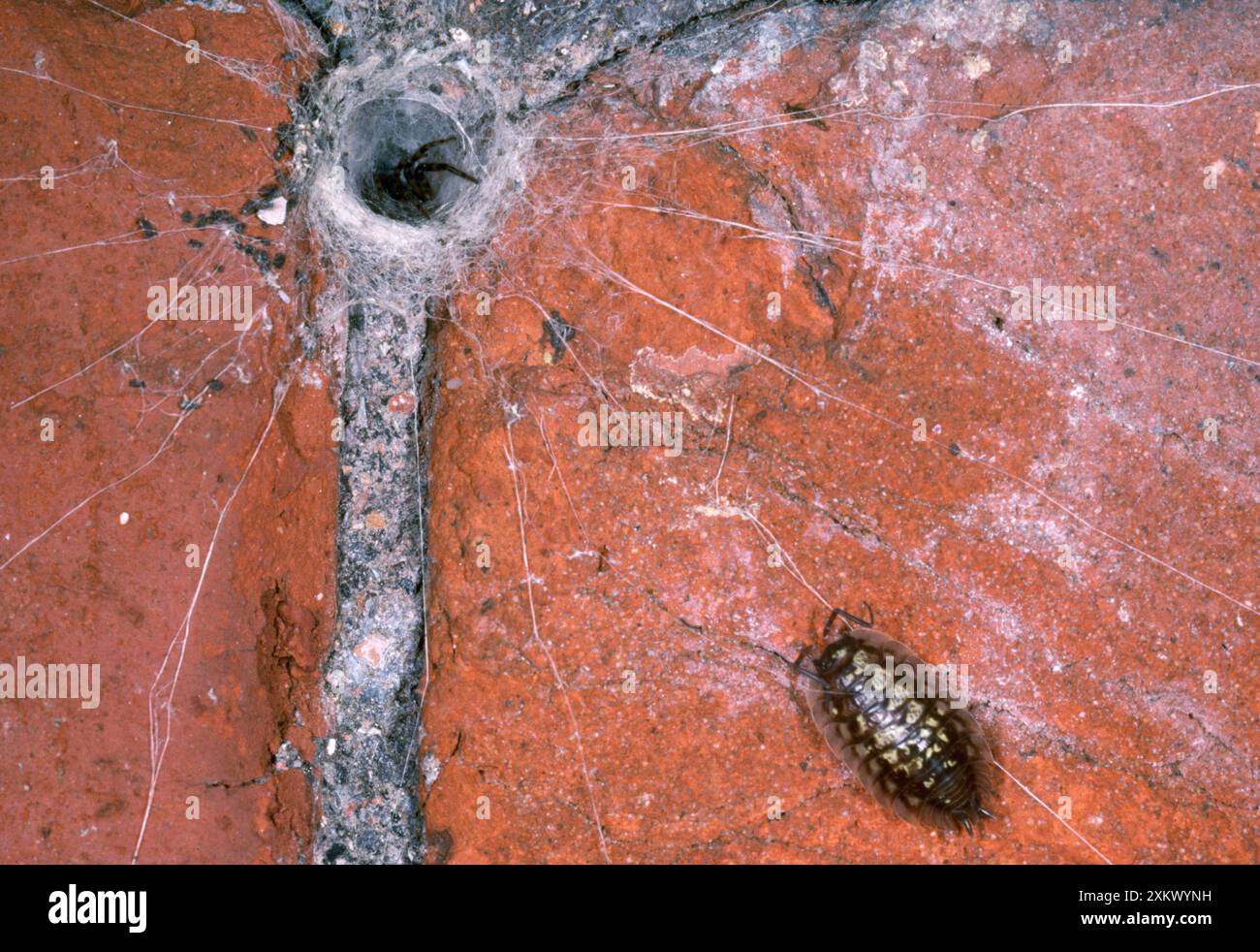 Spider nest wall hi-res stock photography and images - Alamy