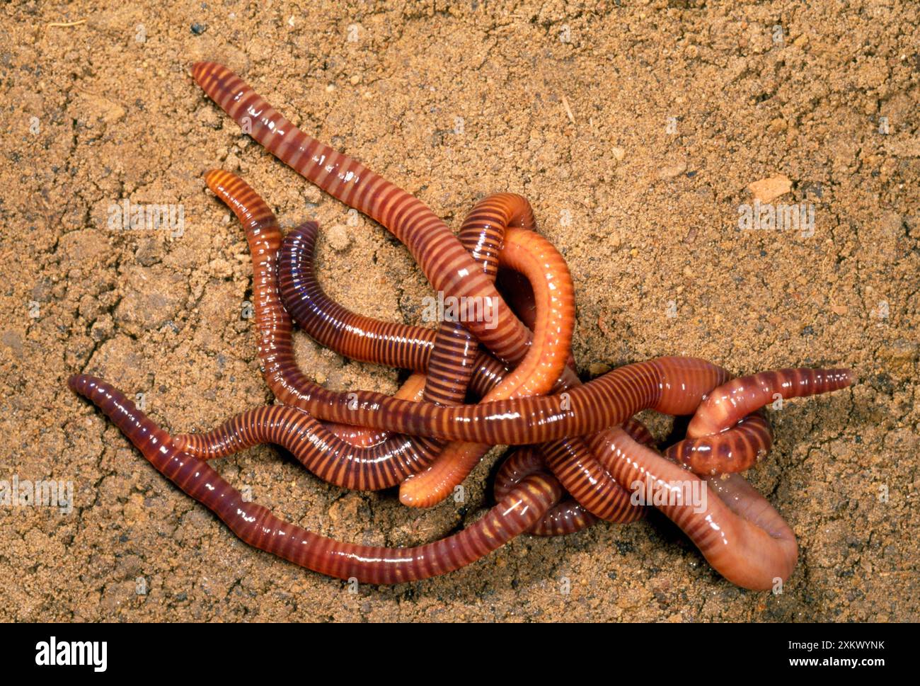 Tiger Worms - leaf mould Stock Photo - Alamy