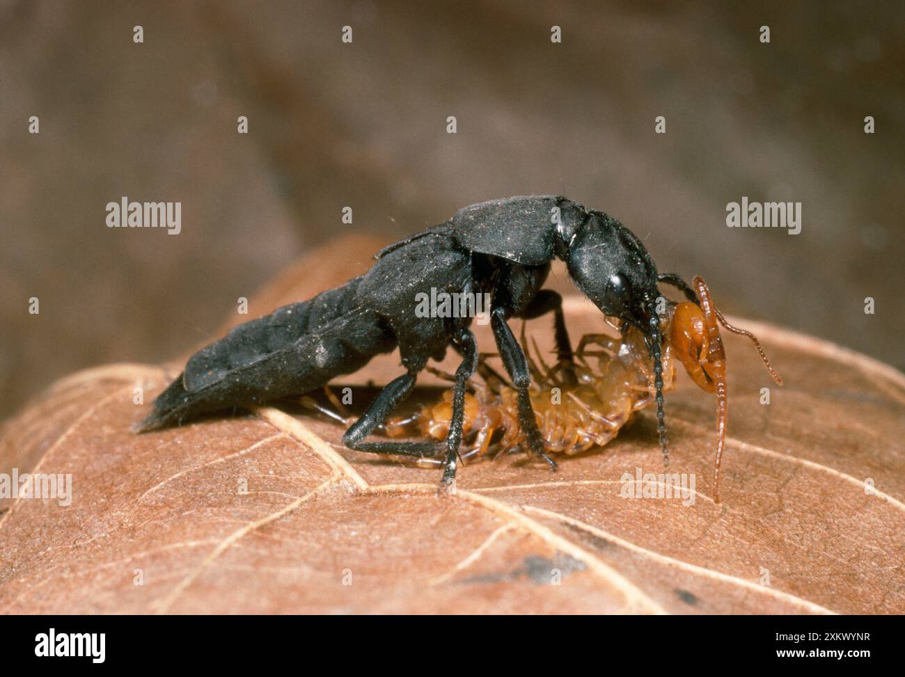 Devil's Coach Horse Beetle - fighting a centipede Stock Photo - Alamy
