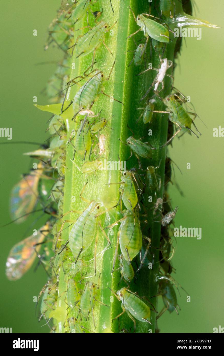 Greenfly Aphids - on plant stem Stock Photo - Alamy