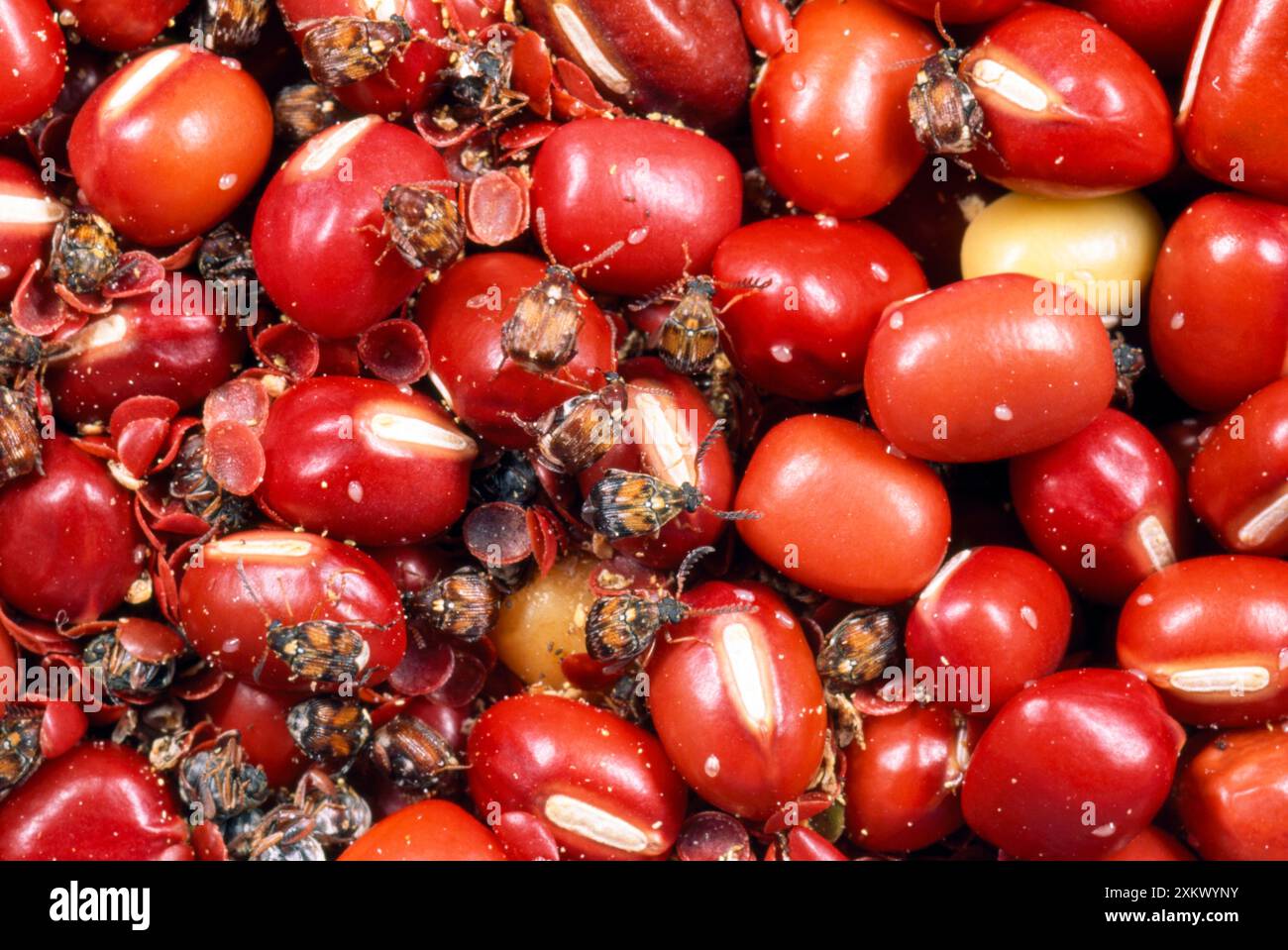 Chinese beetles hi-res stock photography and images - Alamy