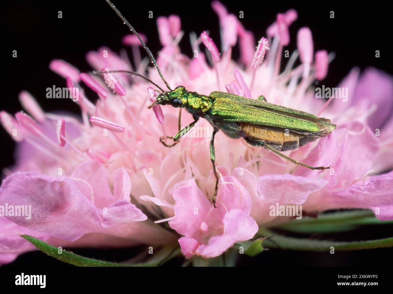 Pollen-feeding / Thick-legged Flower BEETLE - eating pollen Stock Photo ...