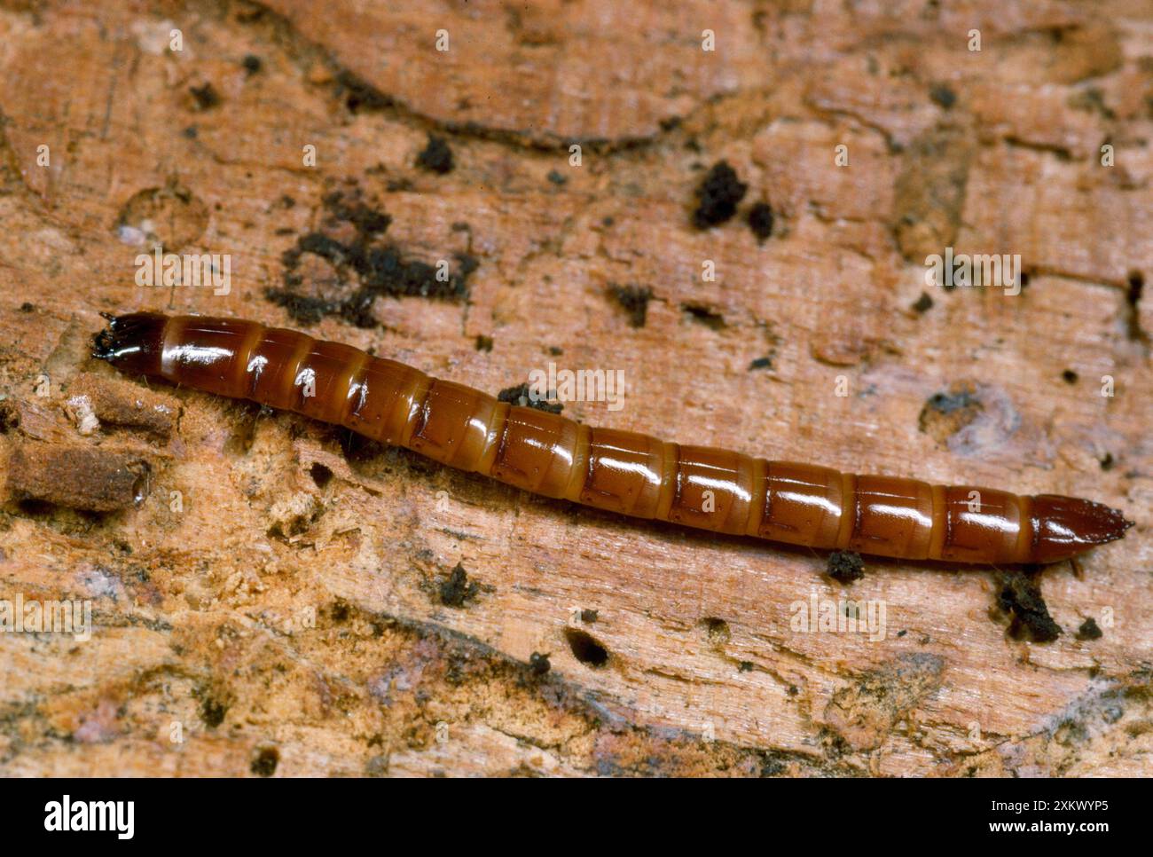 Click beetle larvae hi-res stock photography and images - Alamy
