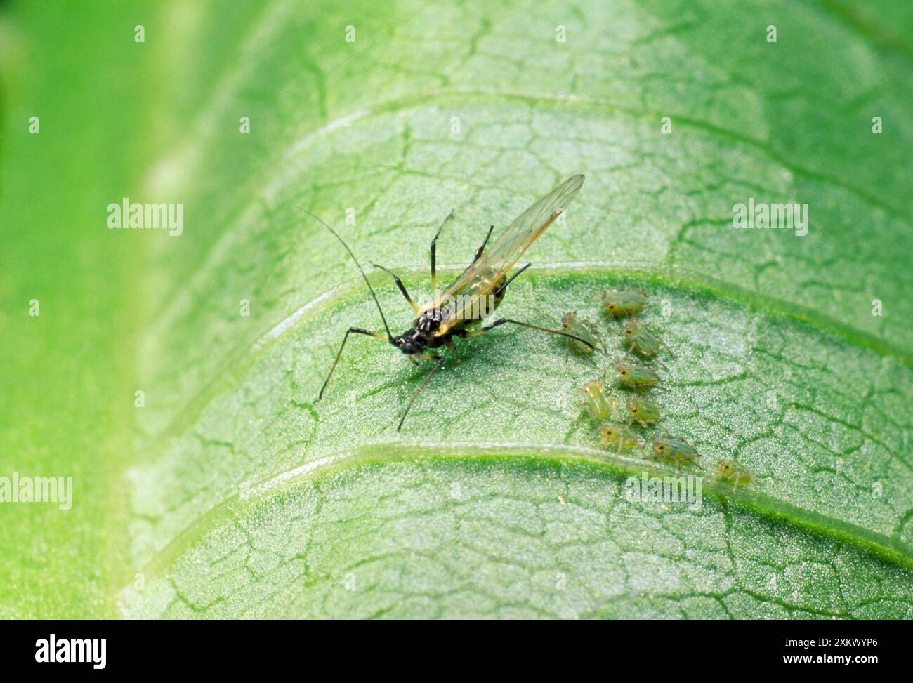 Common Greenfly Aphids - adult & young Stock Photo - Alamy