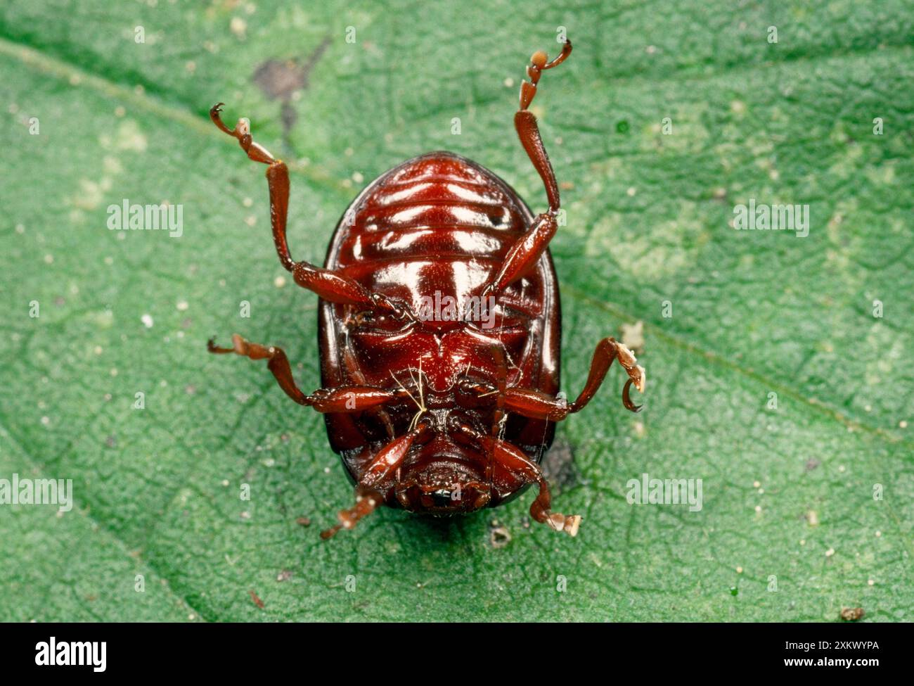 Dead beetle hi-res stock photography and images - Alamy