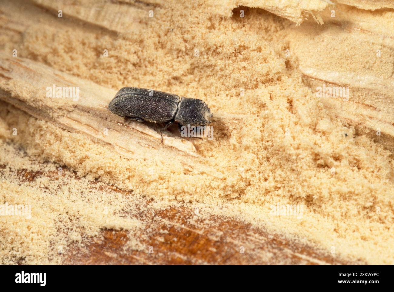 Powder Post Beetle - in Obeche wood Stock Photo - Alamy