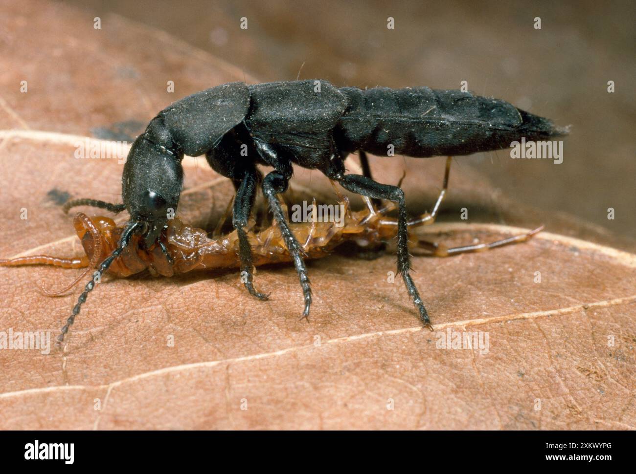 Devils coach horse uk hi-res stock photography and images - Alamy